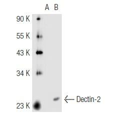 Dectin-2抗体 (Z-17) | SCBT - Santa Cruz Biotechnology