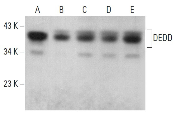 DEDD Antibody (H-4) | SCBT - Santa Cruz Biotechnology