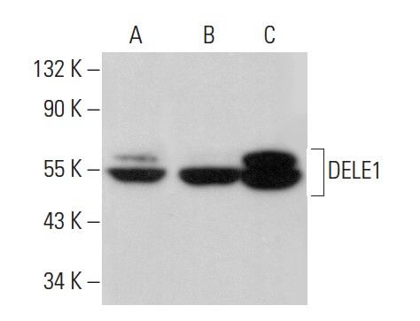 DELE1抗体 (D-11) | SCBT - Santa Cruz Biotechnology