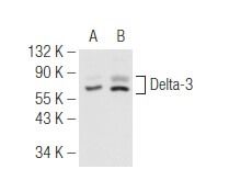 SCBT - Santa Cruz Biotechnology