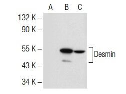 Desmin Antibody (Y-20) | SCBT - Santa Cruz Biotechnology