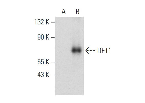 Anti-DET1 Antibody (F-2) | SCBT - Santa Cruz Biotechnology