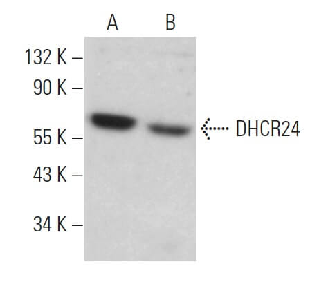 DHCR24 Antibody (D-10) | SCBT - Santa Cruz Biotechnology