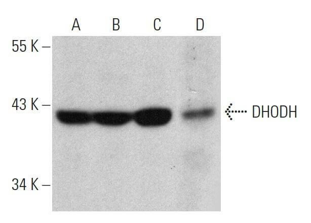 DHODH抗体 (D-6) | SCBT - Santa Cruz Biotechnology