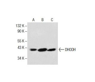 DHODH Antibody (E-8) - Western Blotting - Image 285809