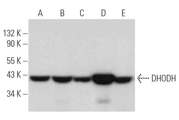 DHODH抗体 (E-8) | SCBT - Santa Cruz Biotechnology