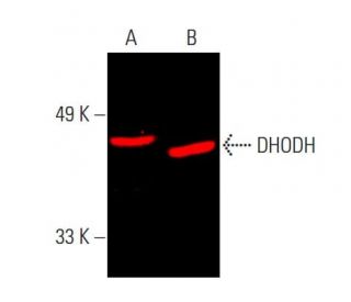 DHODH Antibody (E-8) - Western Blotting - Image 387259