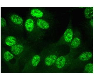 Dio-1 Antibody (B-9) - Immunofluorescence - Image 293935