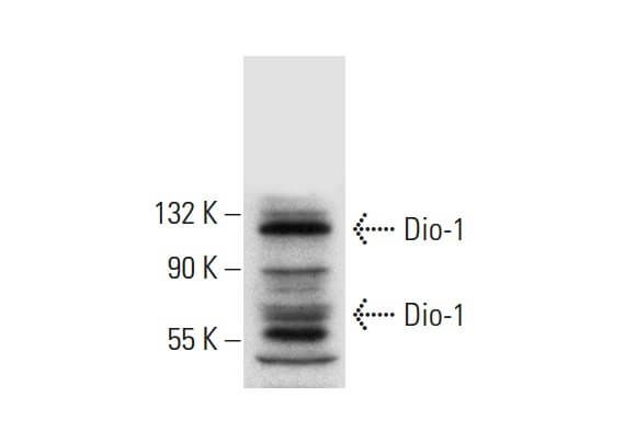 Dio-1 Antibody (C-10) | SCBT - Santa Cruz Biotechnology