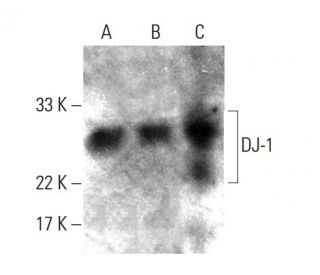 Anti-DJ-1 Antibody (D-4) | SCBT - Santa Cruz Biotechnology