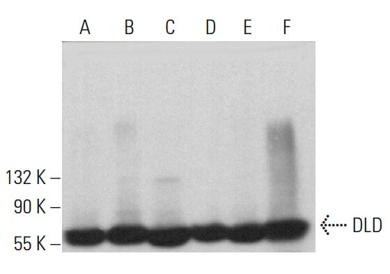 DLD Antibody (G-2) | SCBT - Santa Cruz Biotechnology