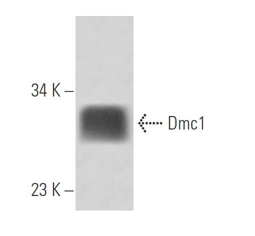 Dmc1 Antibody (5B10/2) | SCBT - Santa Cruz Biotechnology