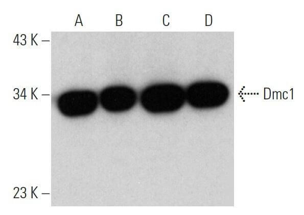 Dmc1 Antibody (H-100) | SCBT - Santa Cruz Biotechnology