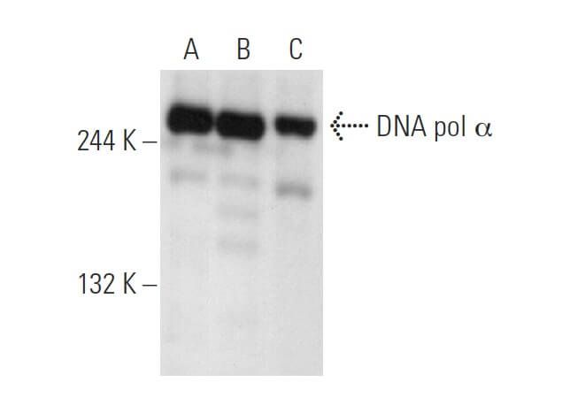DNA pol α Antibody (D-7) | SCBT - Santa Cruz Biotechnology