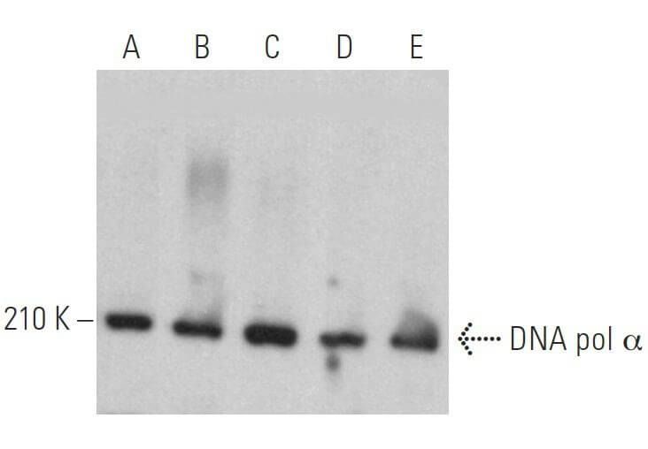 DNA pol α Antibody (F-6) | SCBT - Santa Cruz Biotechnology