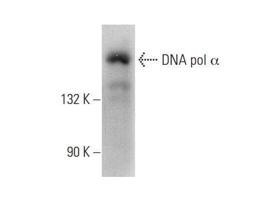 DNA pol α Antibody (G-5) | SCBT - Santa Cruz Biotechnology