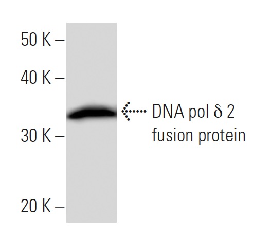 DNA pol δ 2 Antibody (2762C3a) | SCBT - Santa Cruz Biotechnology