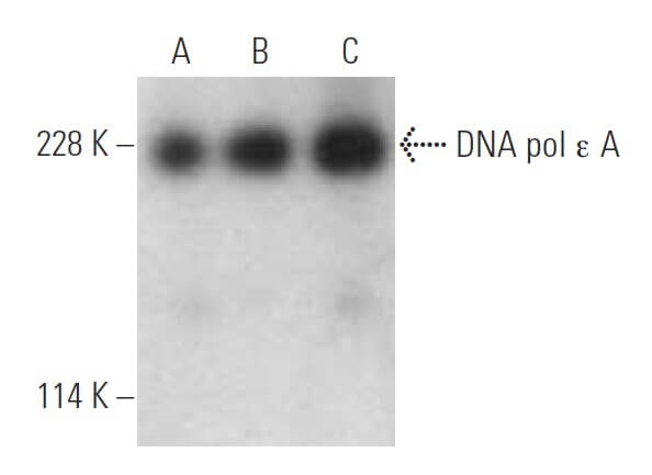 Anti-DNA pol ε A Antibody (D-10) | SCBT - Santa Cruz Biotechnology