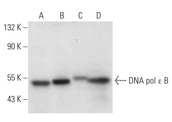 DNA pol ε B Antibody (C-9) | SCBT - Santa Cruz Biotechnology
