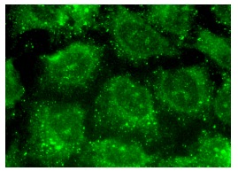 DNase I Antibody (B-4) | SCBT - Santa Cruz Biotechnology