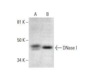 DNase I Antibody (B-4) - Western Blotting - Image 296301