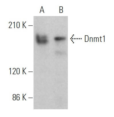 Dnmt1 Antibody (H-12) | SCBT - Santa Cruz Biotechnology