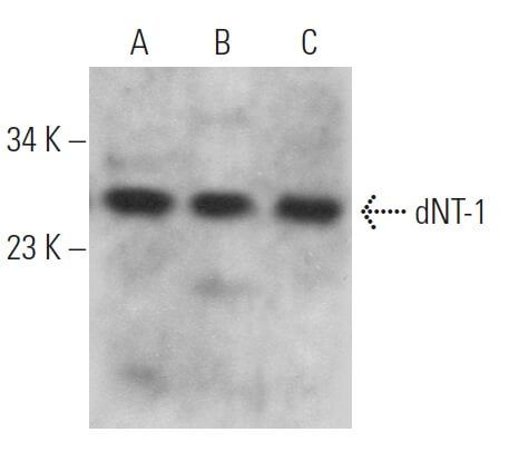 dNT-1 항체 (C-10) | SCBT - Santa Cruz Biotechnology