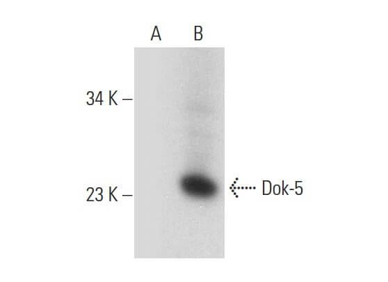 SCBT - Santa Cruz Biotechnology