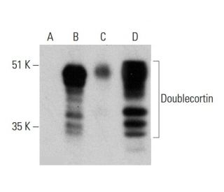 Doublecortin Antibody (E-6) - Western Blotting - Image 387401