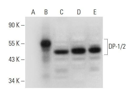 DP-1/2 Antibody (G-3) | SCBT - Santa Cruz Biotechnology