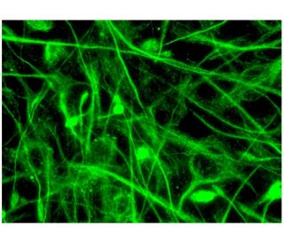 DPP10 Antibody (C-1) - Immunofluorescence - Image 296496