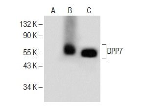 DPP7 Antibody (H-8) | SCBT - Santa Cruz Biotechnology