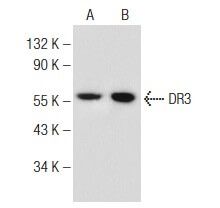 DR3抗体 (B-8) | SCBT - Santa Cruz Biotechnology