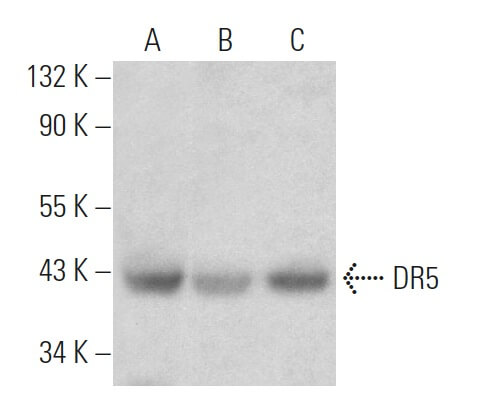 Anti-DR5 Antibody (D-6) | SCBT - Santa Cruz Biotechnology