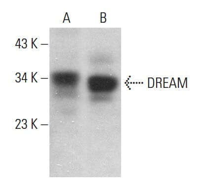 Anti-DREAM Antibody (A-9) | SCBT - Santa Cruz Biotechnology