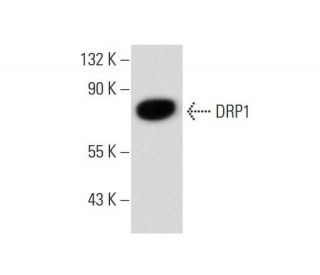 DRP1 Antibody (C-5) - Western Blotting - Image 134753