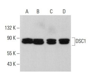 DSC1 Antibody (A-4) - Western Blotting - Image 382227