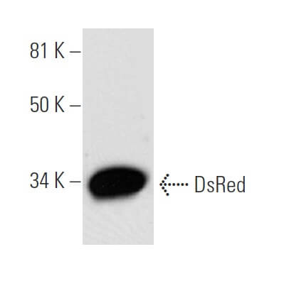 DsRed Antibody (E-8) | SCBT - Santa Cruz Biotechnology