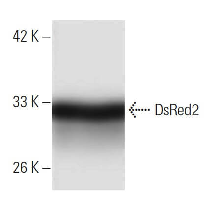 Anti-DsRed2 Antibody (29) | SCBT - Santa Cruz Biotechnology
