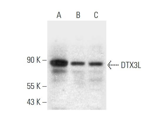 DTX3L抗体 (D-10) | SCBT - Santa Cruz Biotechnology
