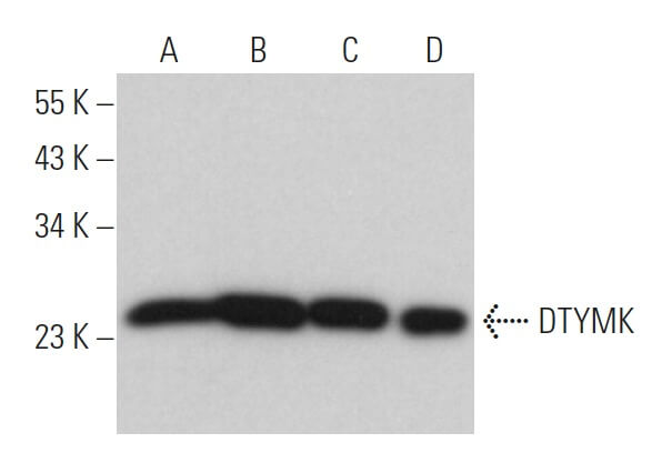 DTYMK Antibody (B-8) | SCBT - Santa Cruz Biotechnology