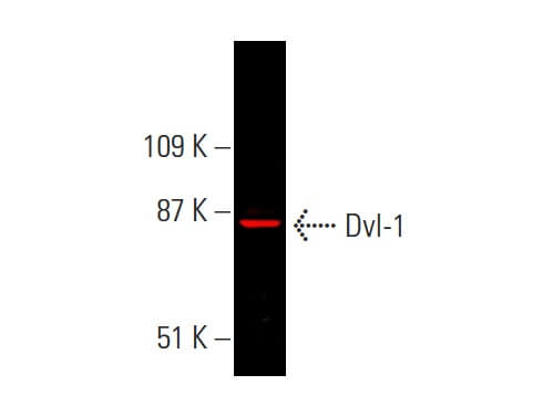 Dvl-1/Dishevelled 1/DVL1 Antibody (3F12) | SCBT - Santa Cruz Biotechnology