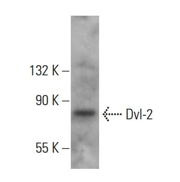 Dvl-2/Dishevelled 2/DVL2 Antibody (D-11) | SCBT - Santa Cruz Biotechnology