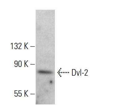 Dvl-2/Dishevelled 2/DVL2 Antibody (D-11) | SCBT - Santa Cruz Biotechnology