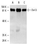 Dvl-3/Dishevelled 3/DVL3 Antibody (4D3) | SCBT - Santa Cruz Biotechnology