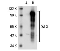 Anti-Dvl-3/Dishevelled 3/DVL3 Antibody (4D3) | SCBT - Santa Cruz ...