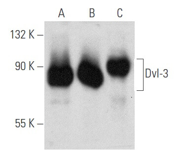 Anti-Dvl-3/Dishevelled 3/DVL3 Antibody (4D3) | SCBT - Santa Cruz ...