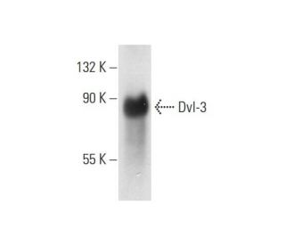 Anti-Dvl-3/Dishevelled 3/DVL3 Antibody (G-7) | SCBT - Santa Cruz ...