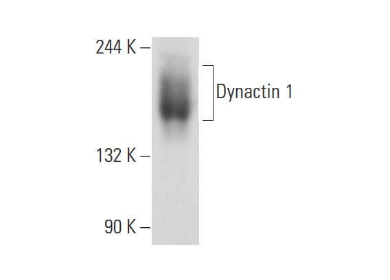 Dynactin 1 Antibody (E-6) | SCBT - Santa Cruz Biotechnology