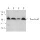 Dynactin p62 Antibody (H-4) | SCBT - Santa Cruz Biotechnology